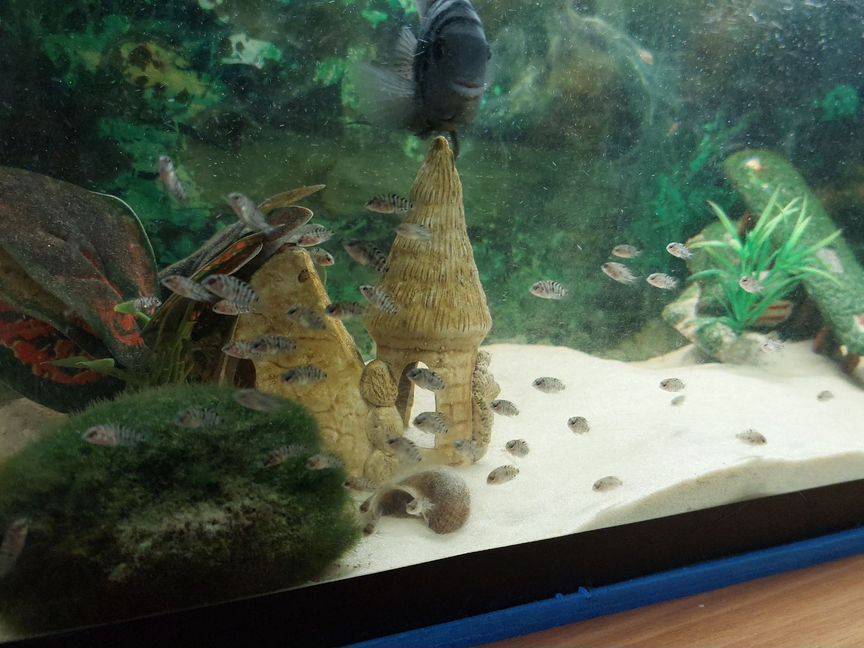 Аквариумные рыбки