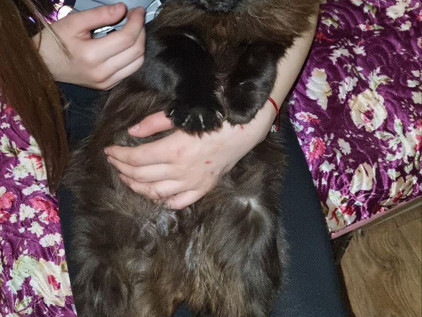 Кот