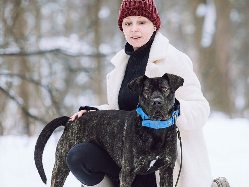 Метис алано эспаньол Дони в добрые руки
