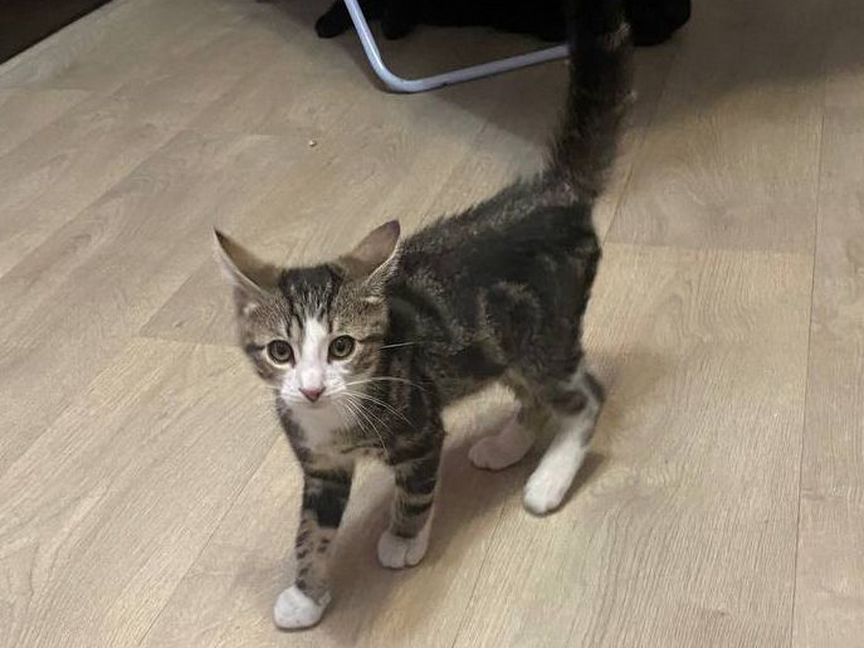 Котенок мальчик бесплатно