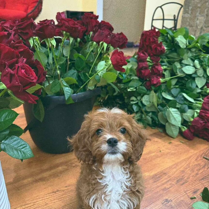 Щенки дизайнерской породы мальтипу maltipoo
