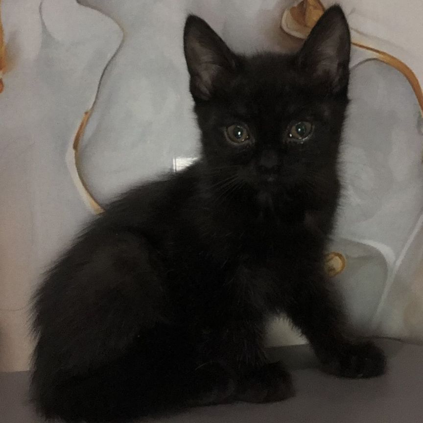 Сибирский котёнок