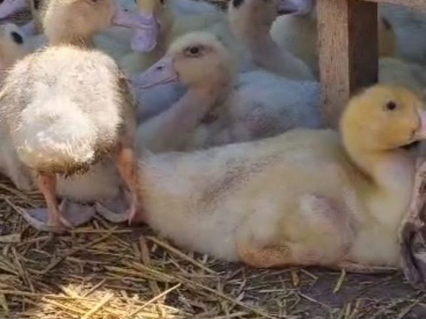 Бройлеры, муларды, утки