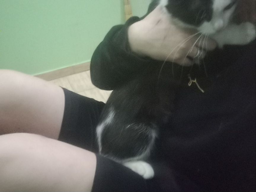 Отдам Кошечку