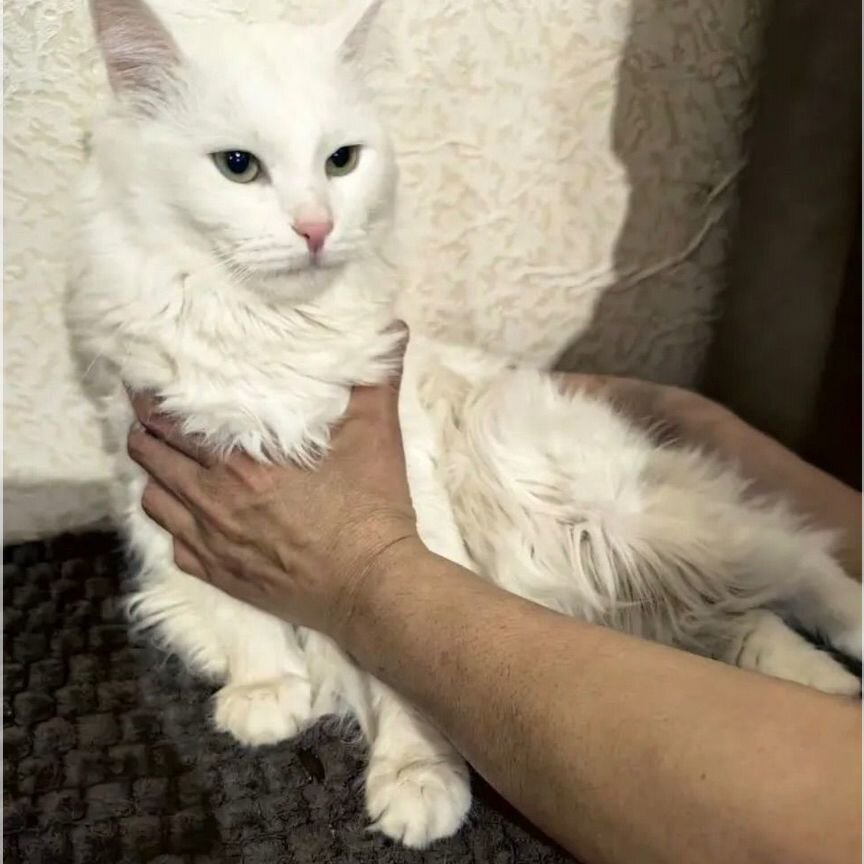 Взрослый кот в добрые руки