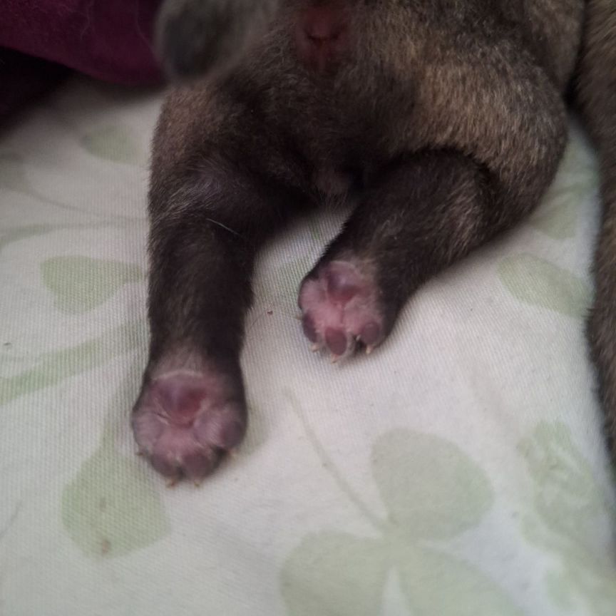 Щенки мопса