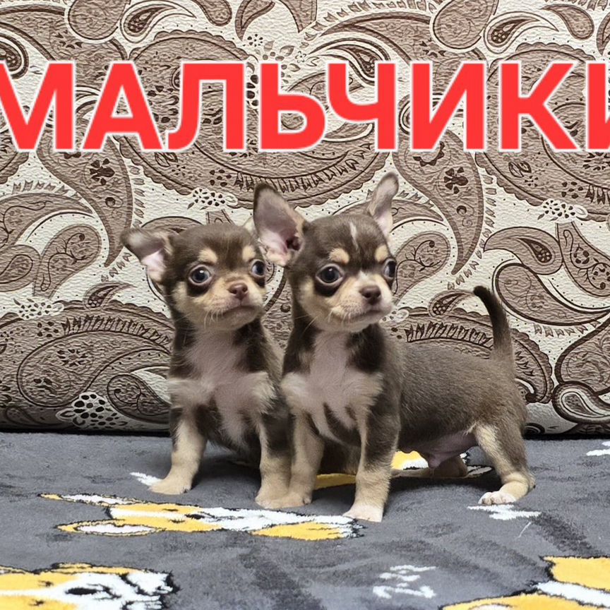 Мальчики Чихуахуа