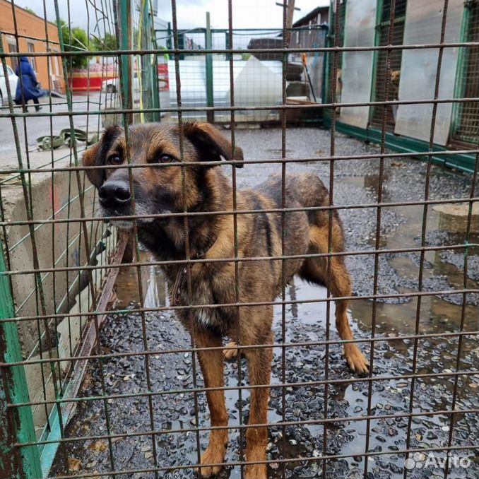 Дружок-игривый, ласковый, добряк песик ищет дом