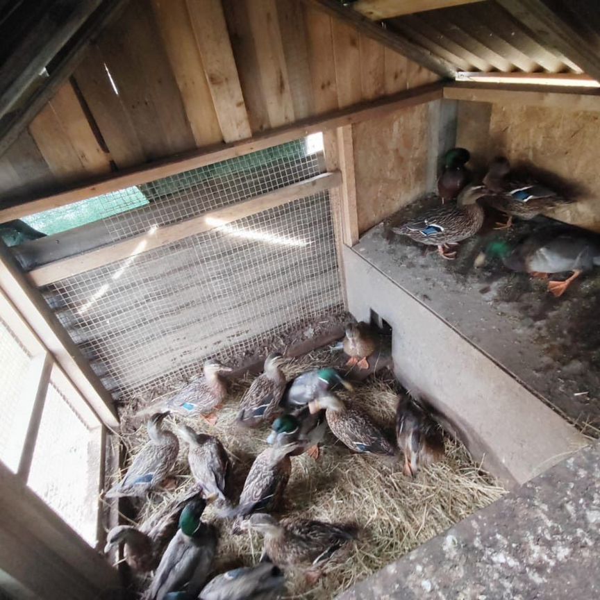 Утки подсадные для охоты