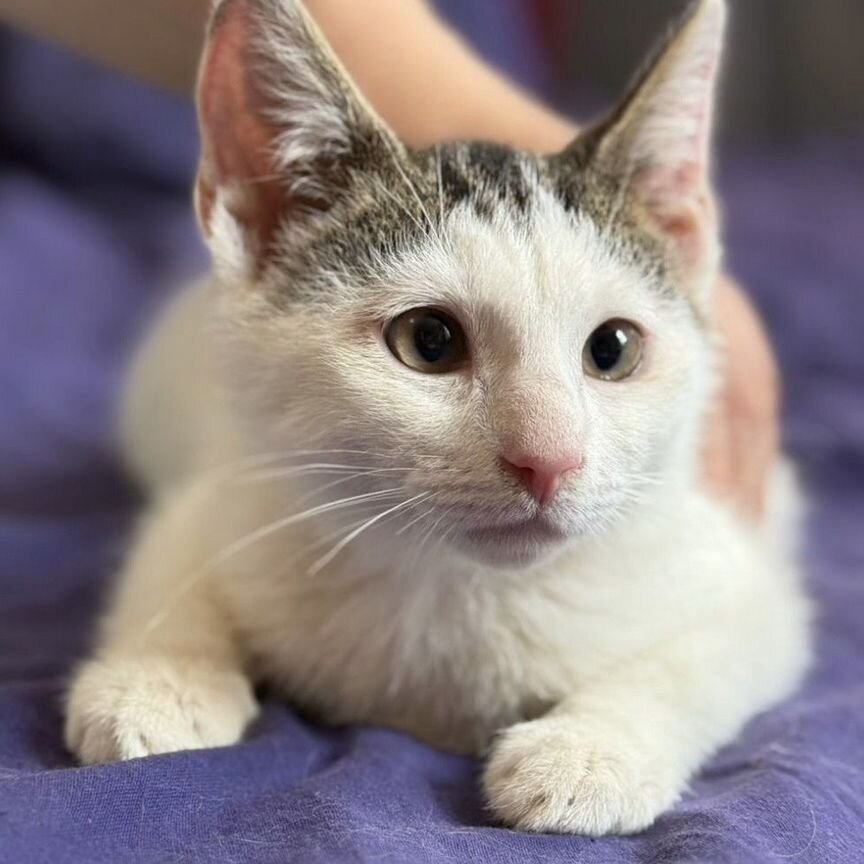Котёнок-девочка, 3месяца, в добрые ручки