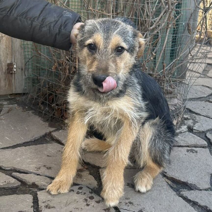 Щенок в добрые руки