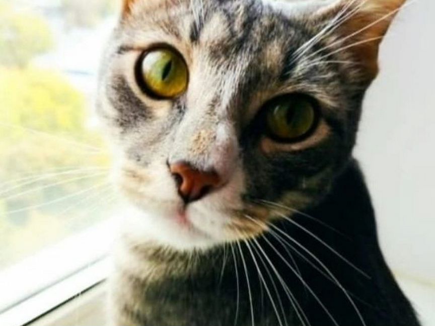 Кошка