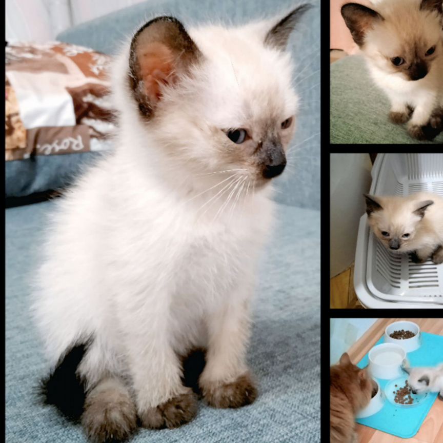 Сиамский котёнок