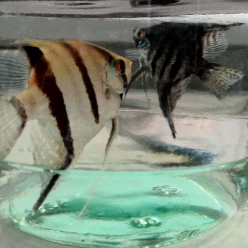 Рыба скалярия