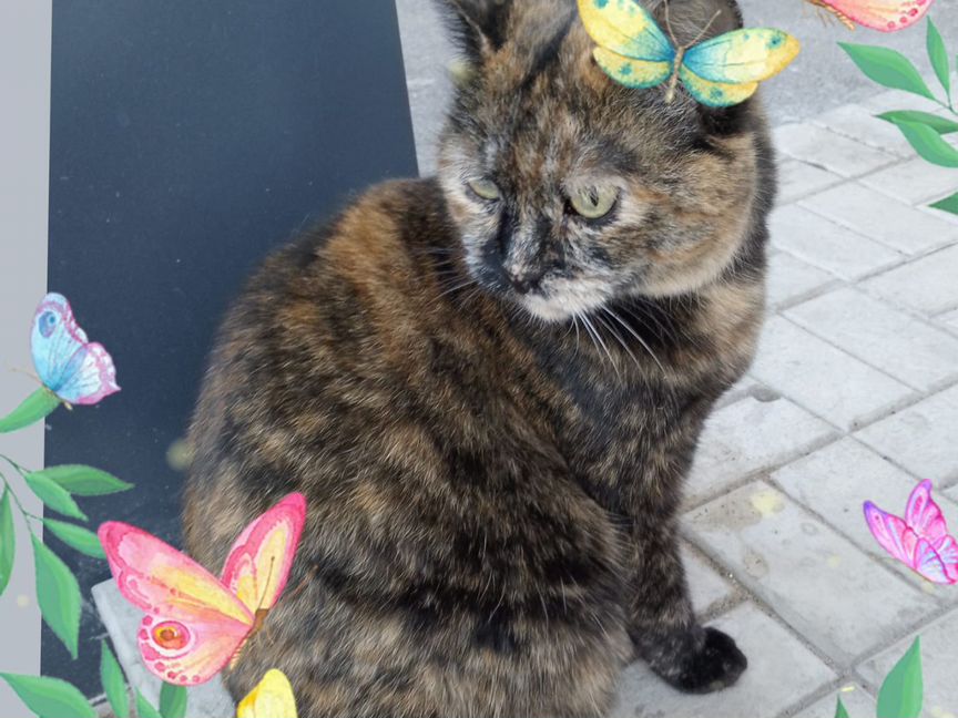 Кошка в добрые руки