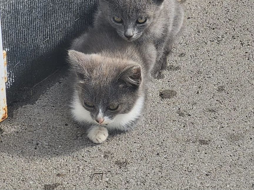 Котята в добрые руки