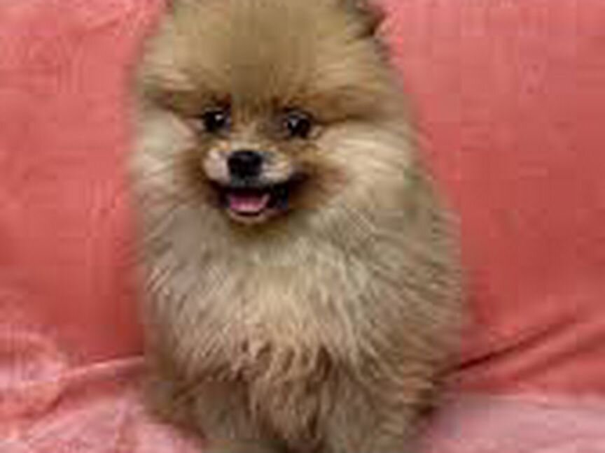 Померанский шпиц милашка