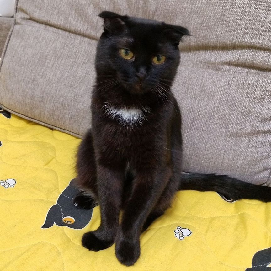 Кошечка в добрые руки