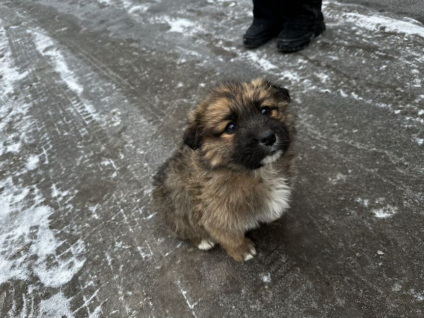 Собаки щенки овчарка с дворняжкой бесплатно