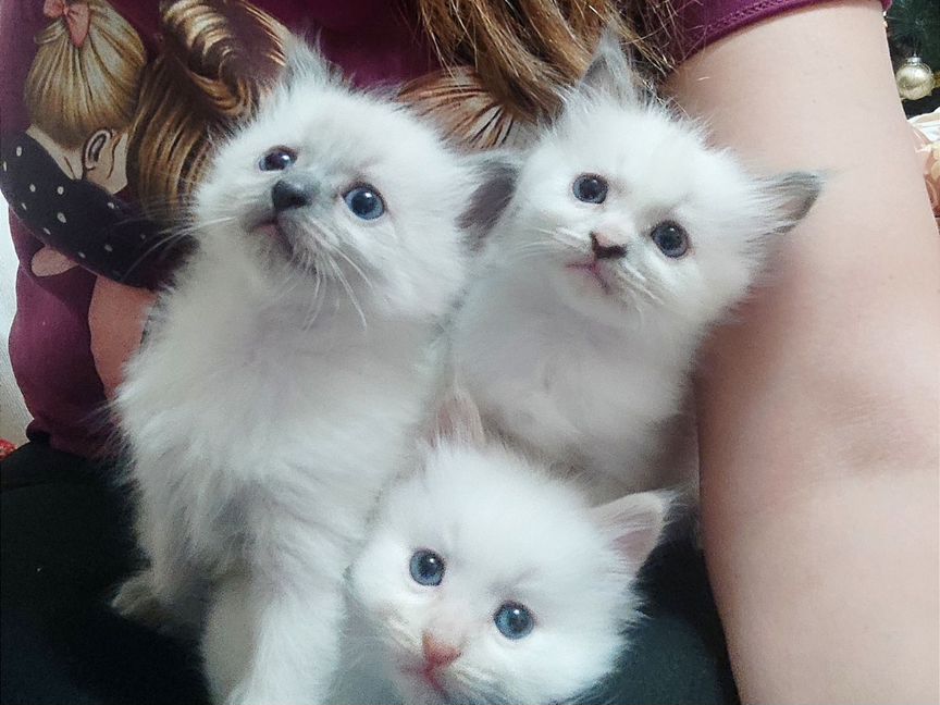 Невские маскарадные котята