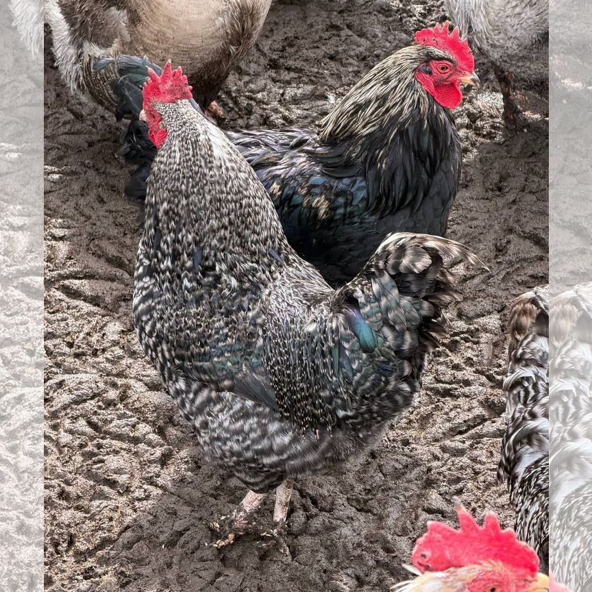 Молодые петухи