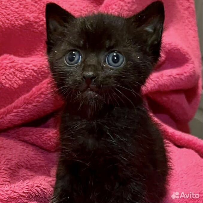 Котятки угольки
