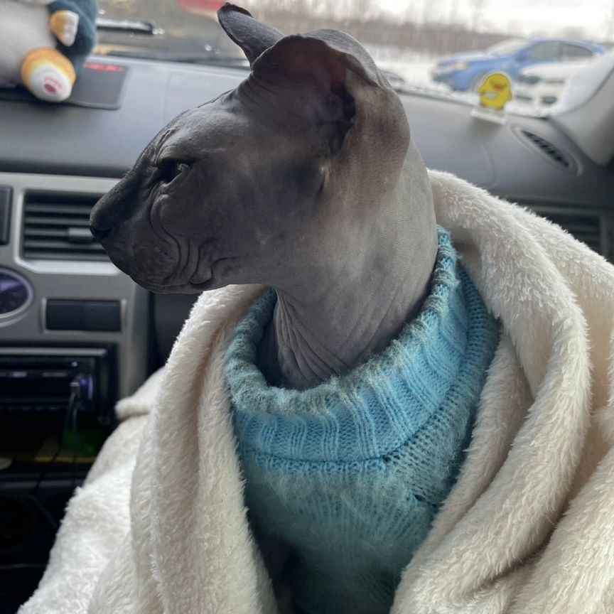 Канадский сфинкс