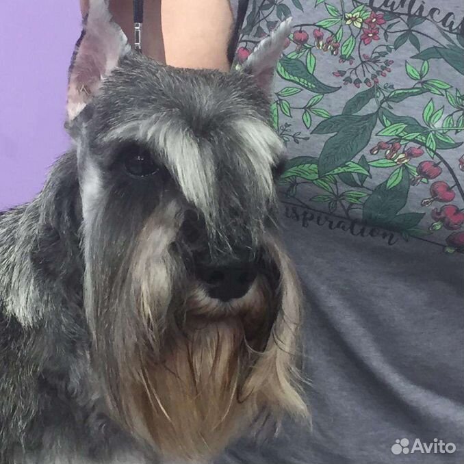 Цвергшнауцер щенки