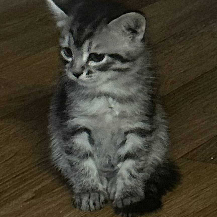 Котёнок в добрые руки