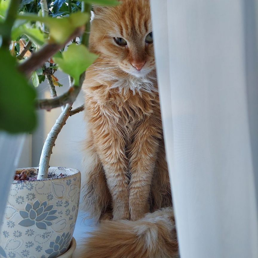 Кошка "Теннессийский Рэкс"