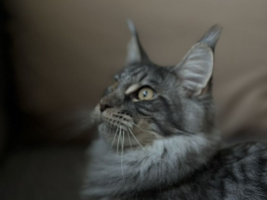 Кот мэйкун с документами