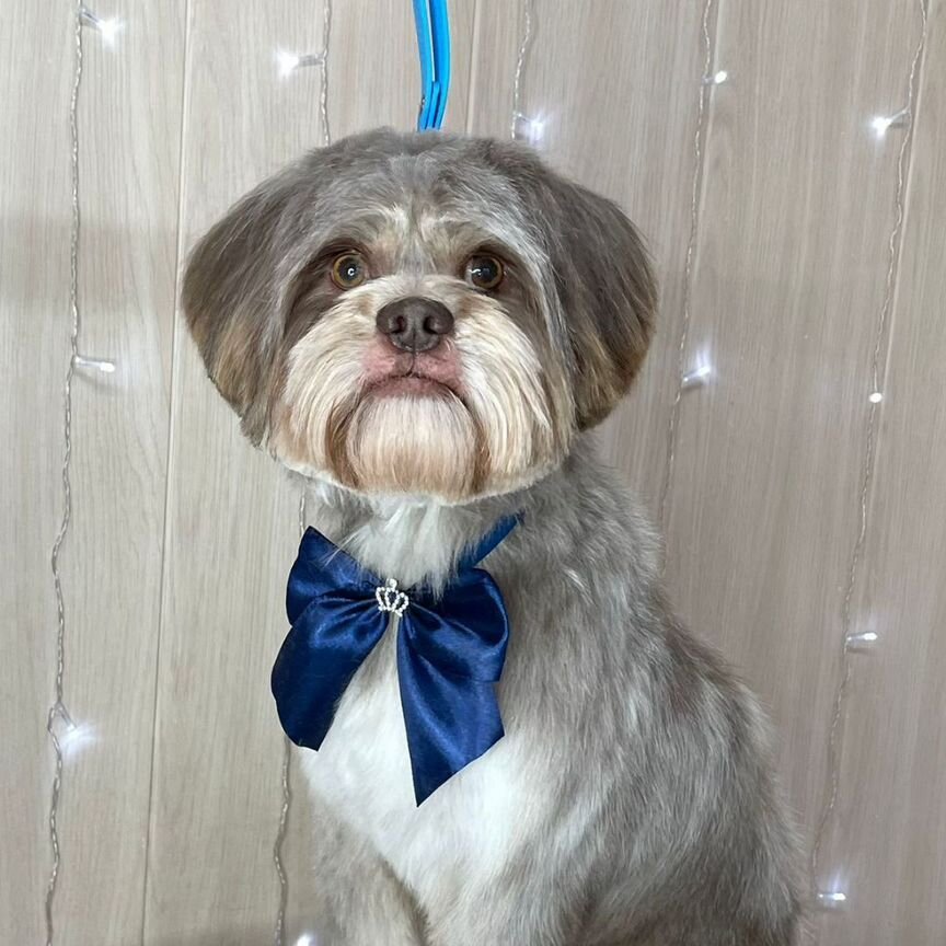 Идет дом