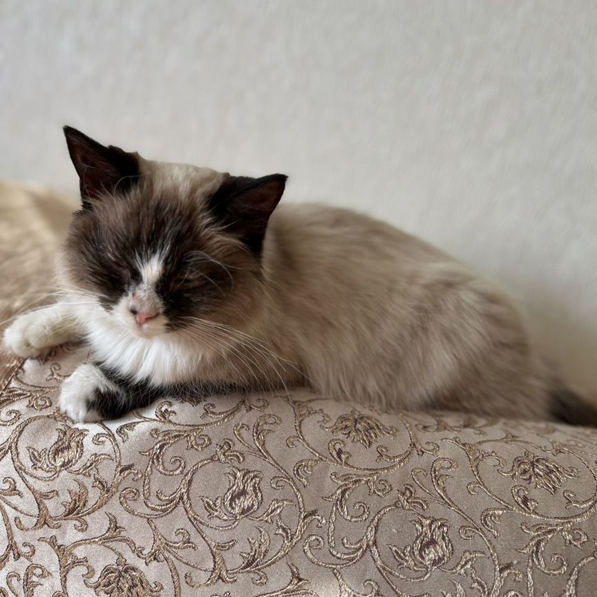 Молодая кошечка ищет дом