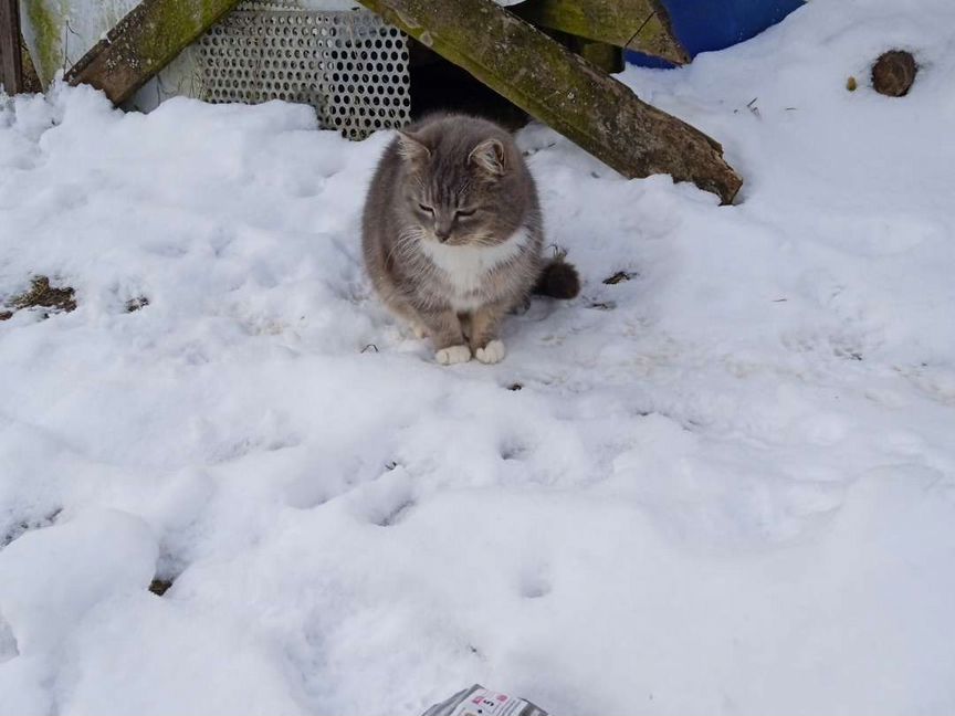 Отдаю кошку