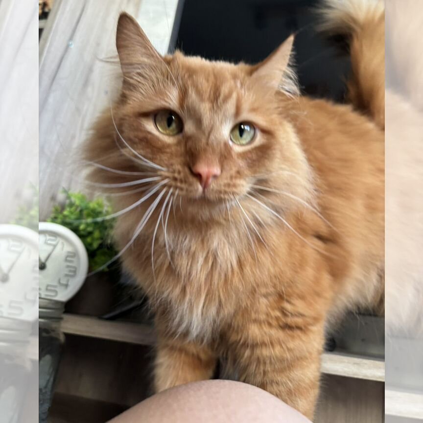 Взрослый кот в добрые руки