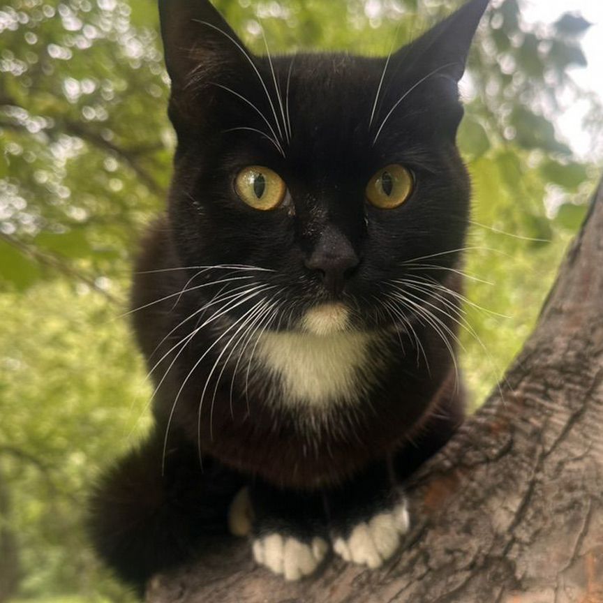 Котик