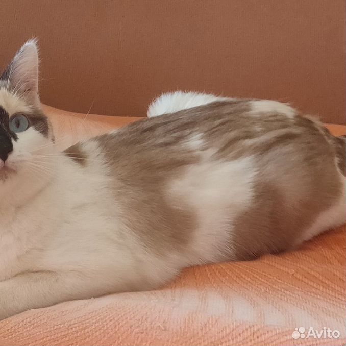 Котодевочка ищет семью