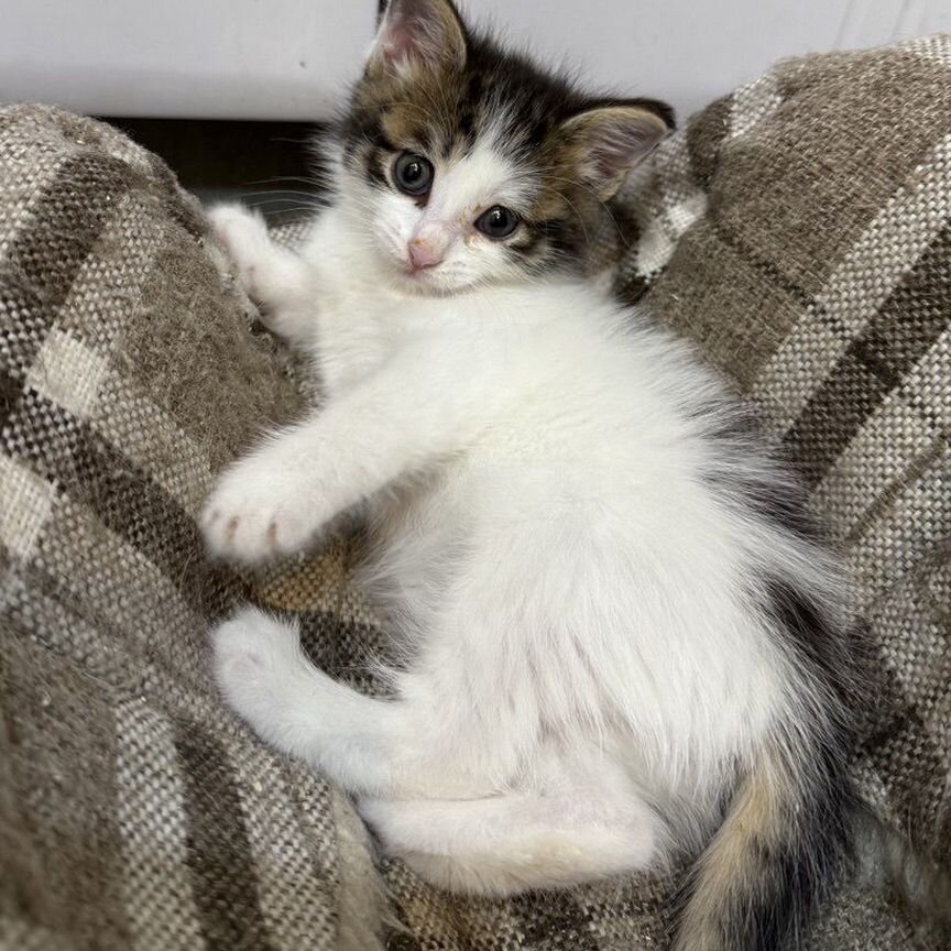 Кошечка в добрые руки котенок