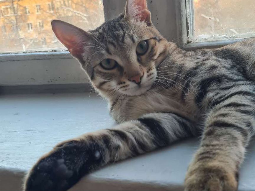 Кошка в дар