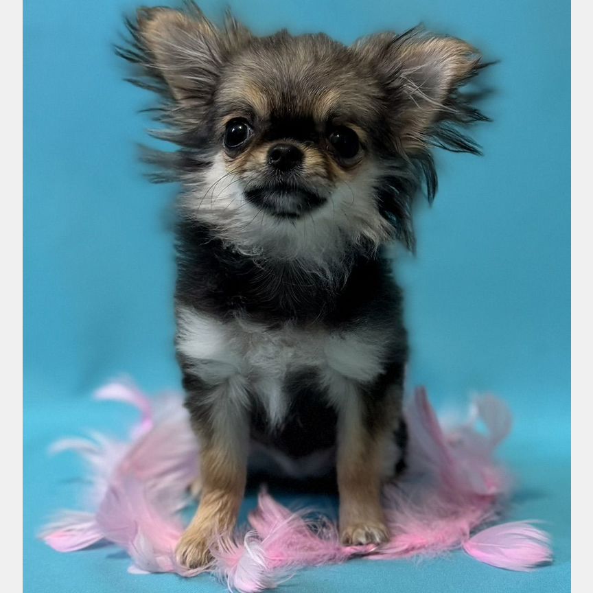 Чихуахуа щенок мини девочка