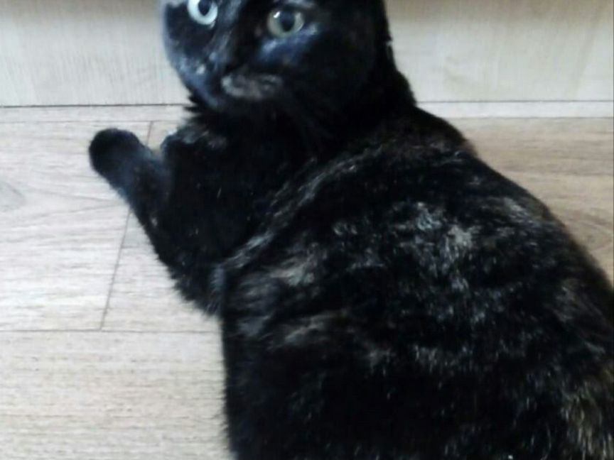Молоденькая ласковая кошка