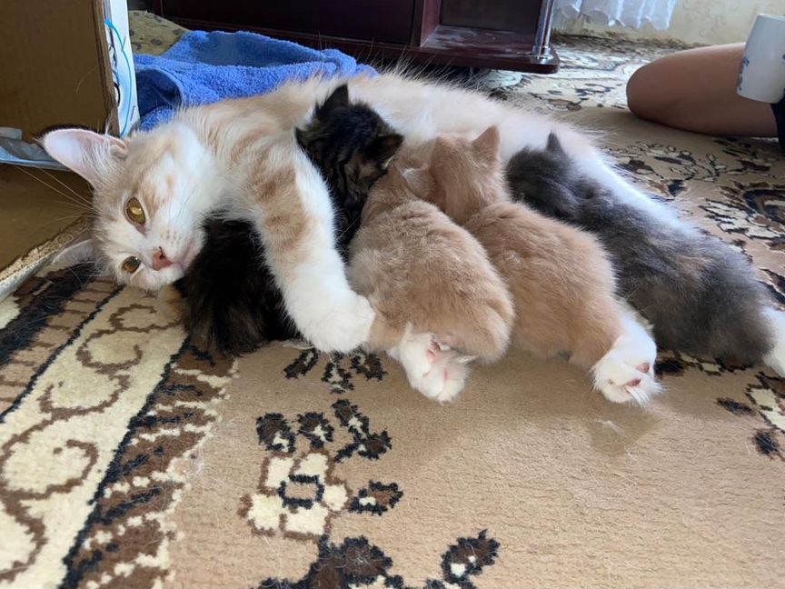 Котята курильского бобтейла