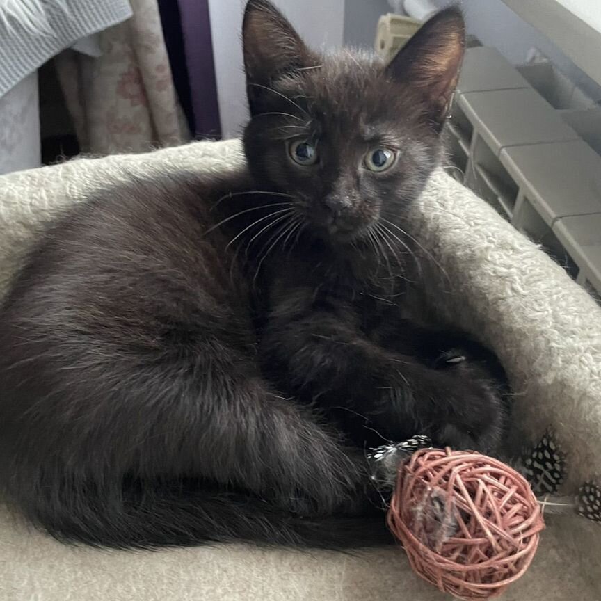 Сибирский котёнок