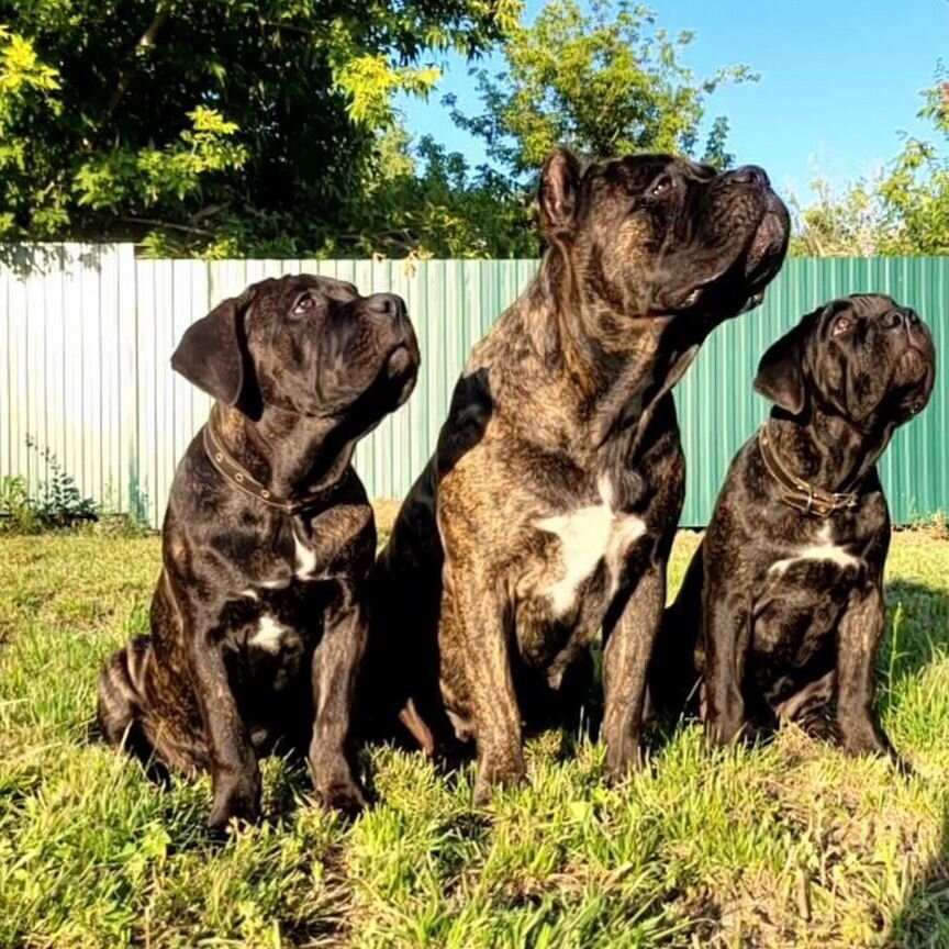 Щенки кане корсо