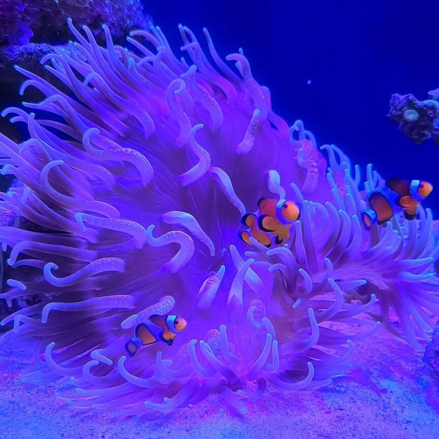 Актиния с клоунами