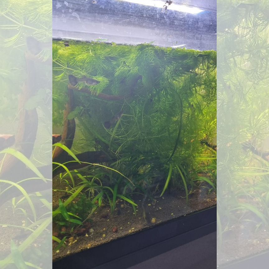 Роголистник в аквариум