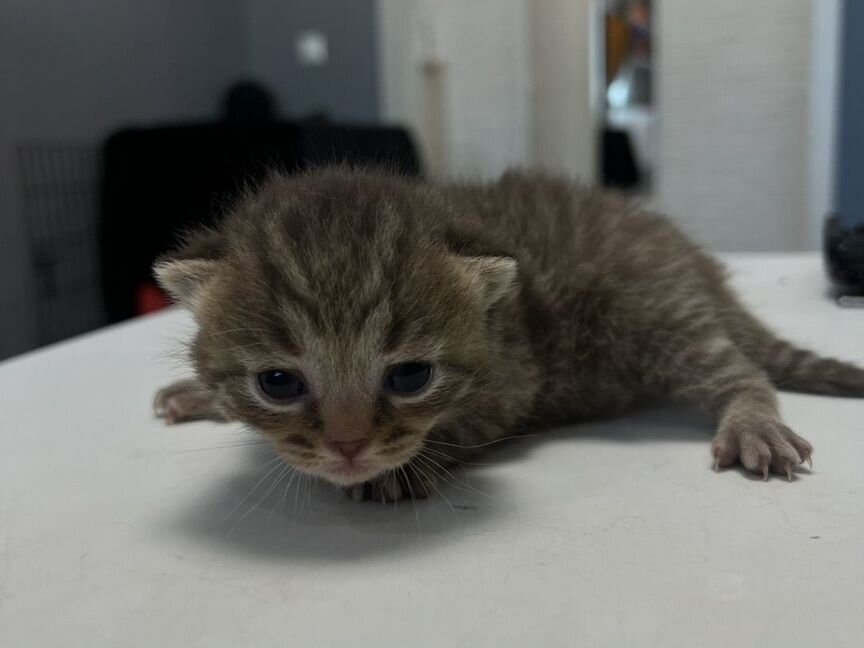 Британские котята