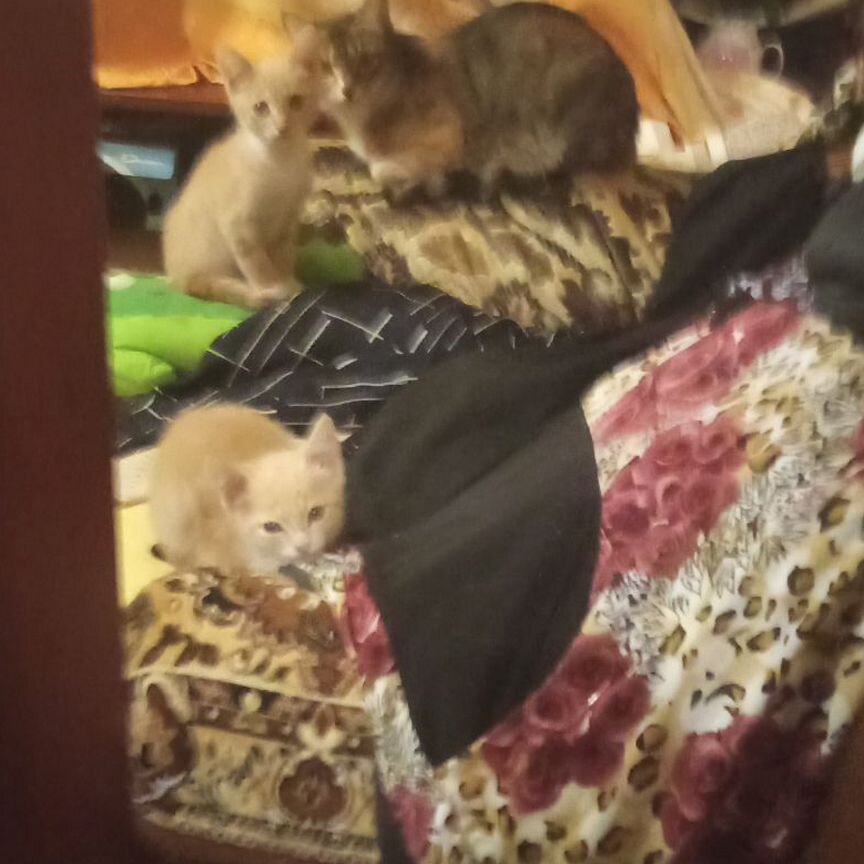 Кошки и котята бесплатно в добрые руки