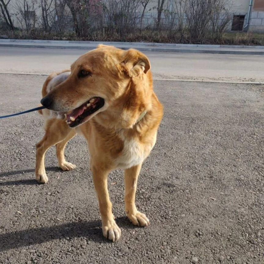 Не проходи мимо Дай мне шанс на жизнь