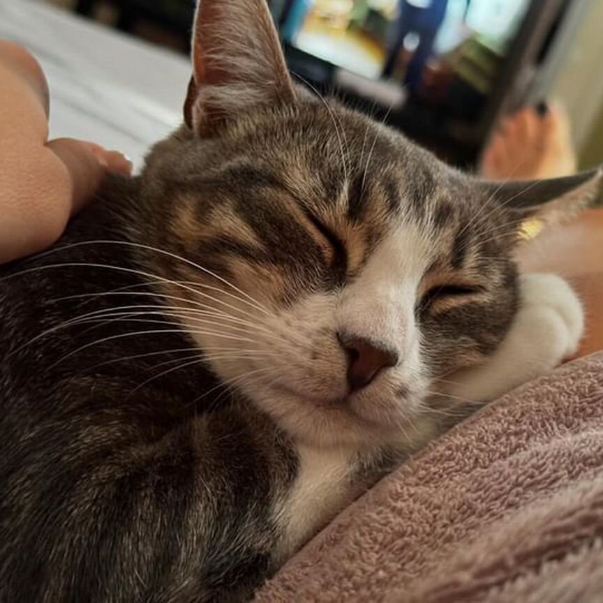 Кошечка в добрые руки